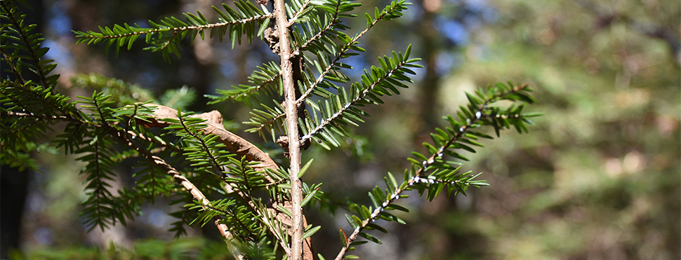 Hemlock Ecology